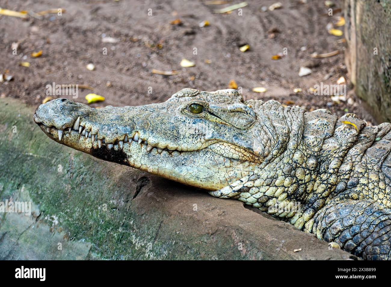 Saltwater crocodile Crocodylus porosus portrait Stock Photo - Alamy