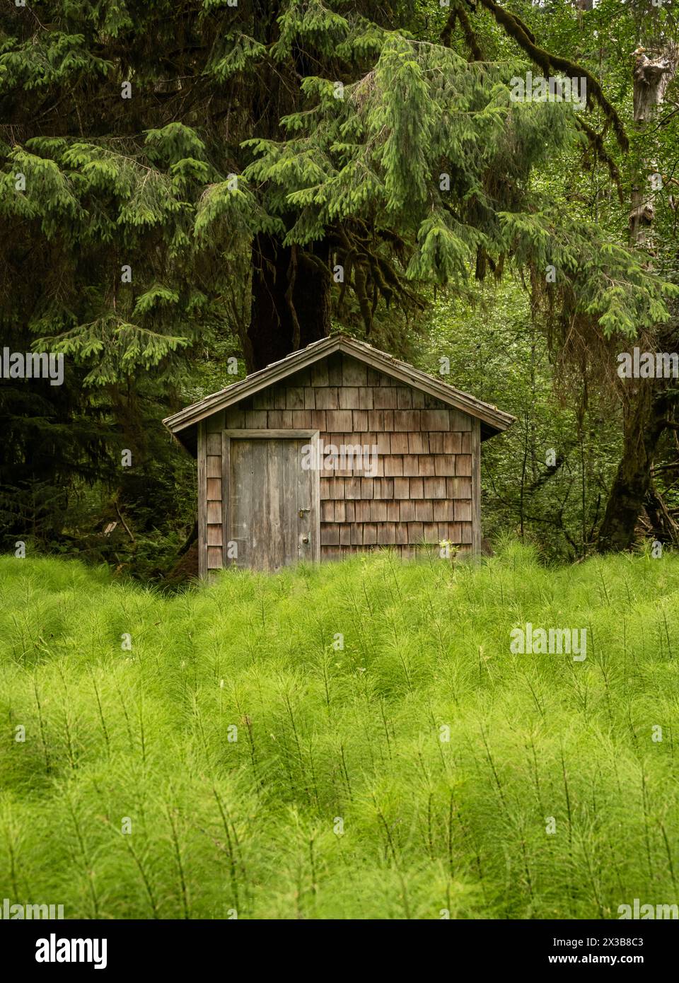 Small Out Building Obstructed By Horsetail Plants At The Olympic Ranger ...