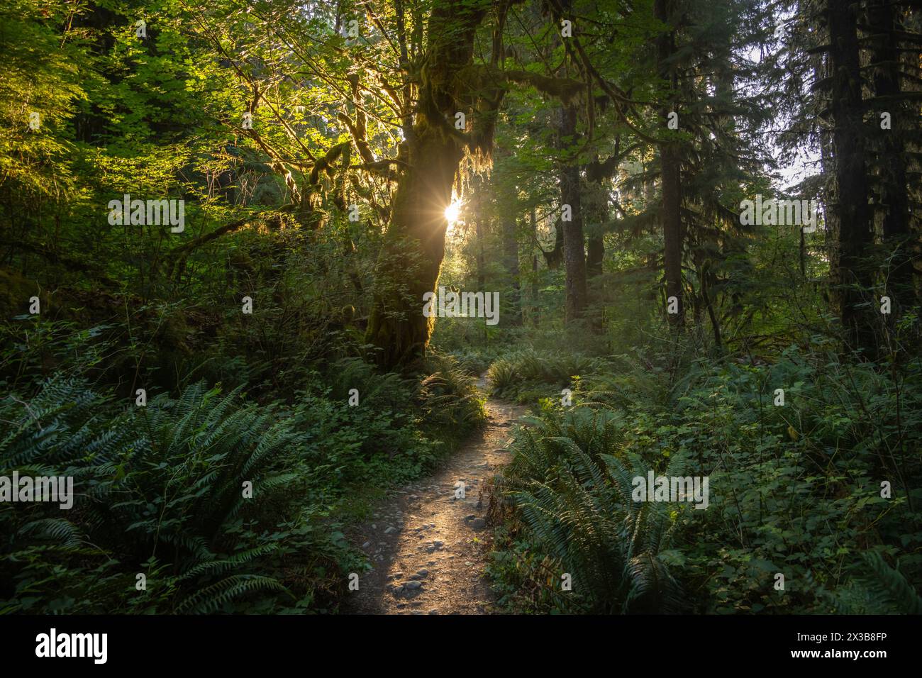 Small Sunburst Highlights Trail In Hoh Rainforest in Olympic National ...