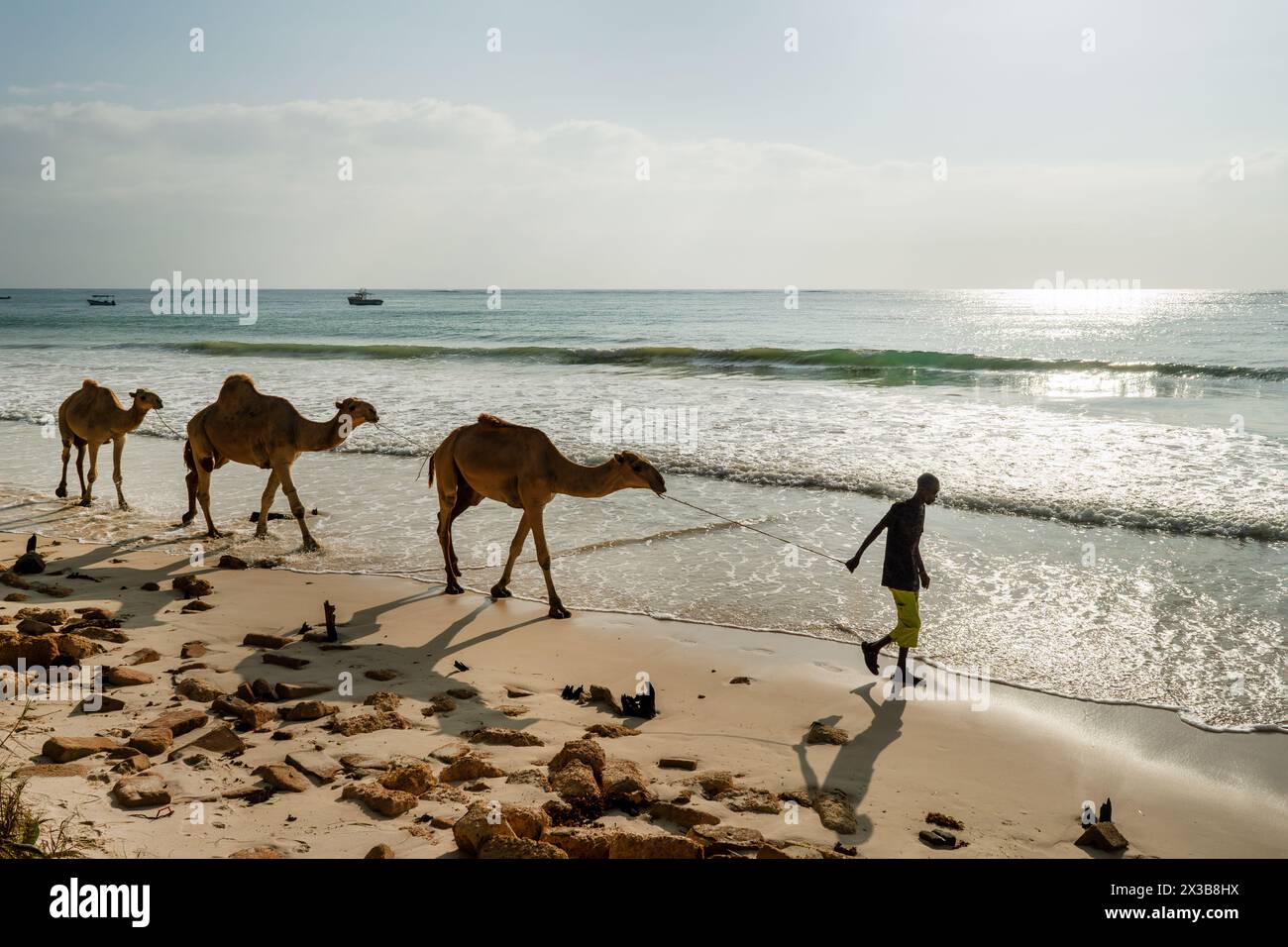 February 15, 2024, Diani Beach, ukunda, Kenya.: Camel sitting on the ...
