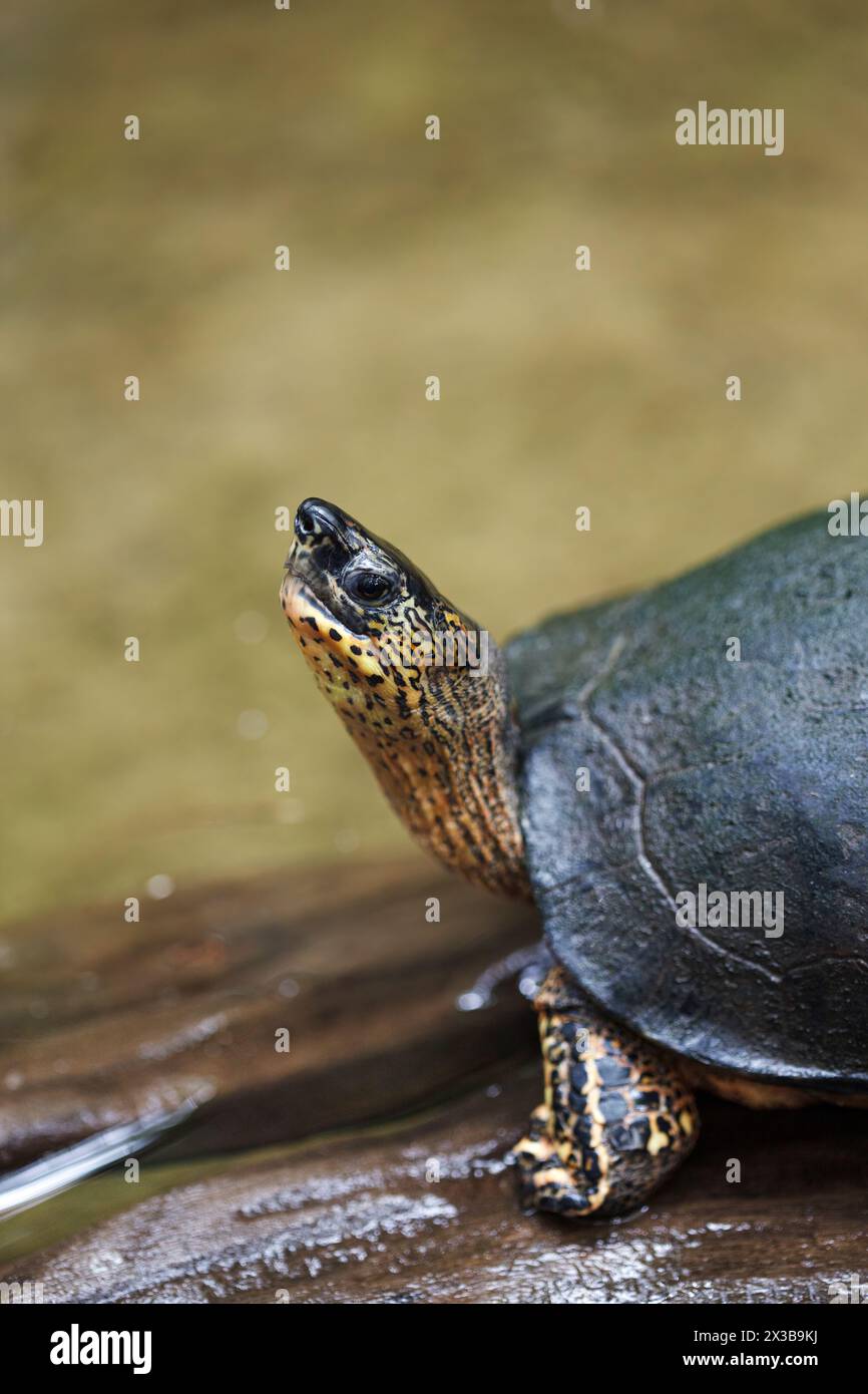 River turtle hi-res stock photography and images - Alamy