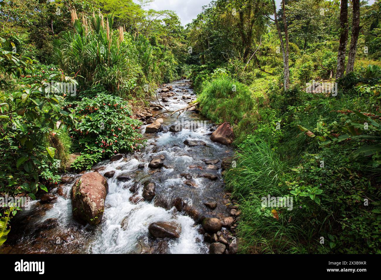 A scenic stream cuts through the tropical landscape in the Alajuela ...