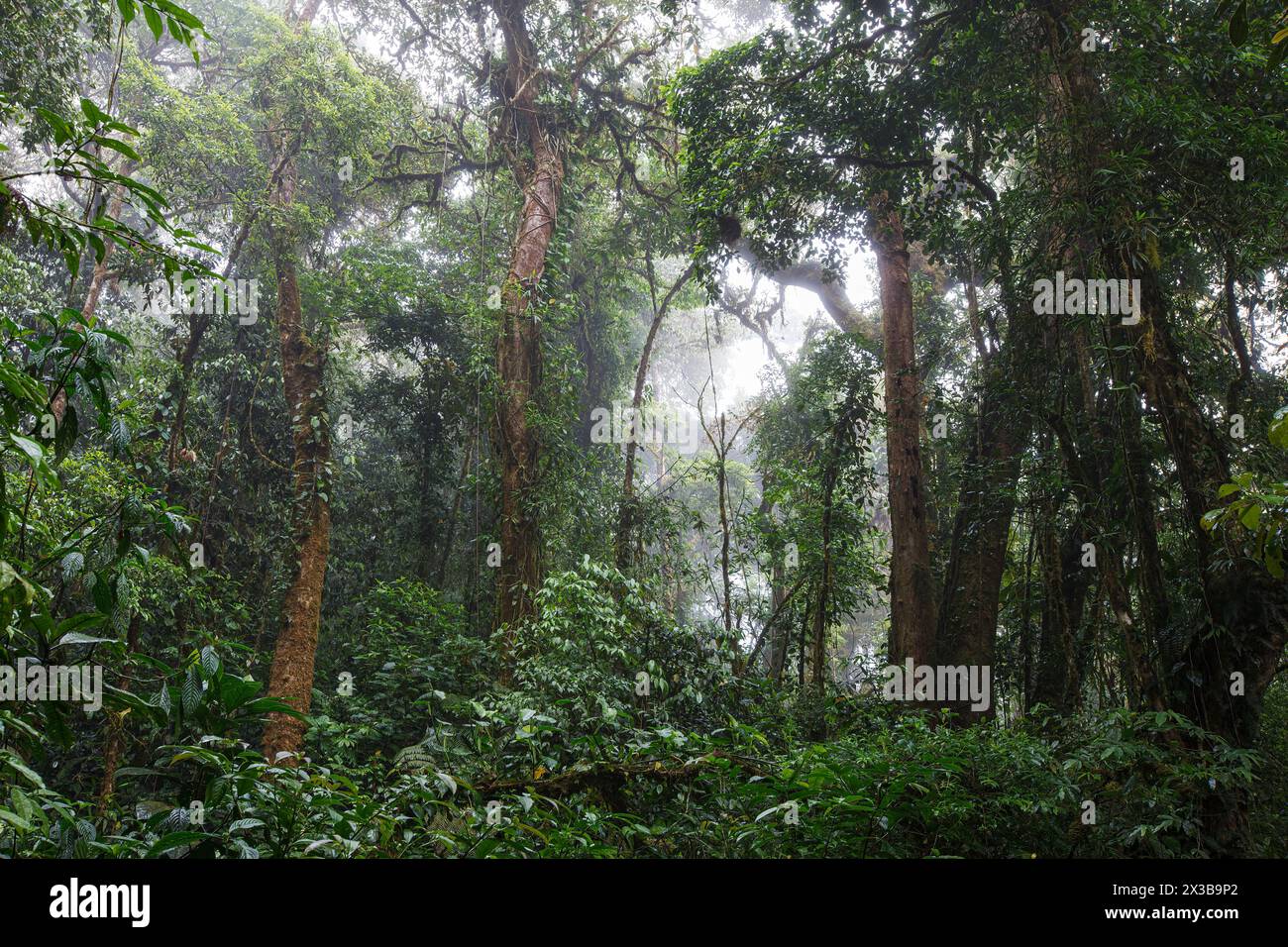 Monteverde Cloud Forest Reserve, Costa Rica Stock Photo - Alamy
