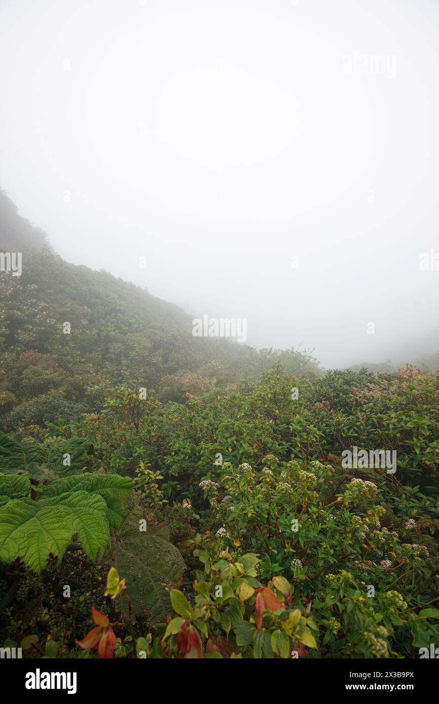 Monteverde Cloud Forest Reserve, Costa Rica Stock Photo - Alamy