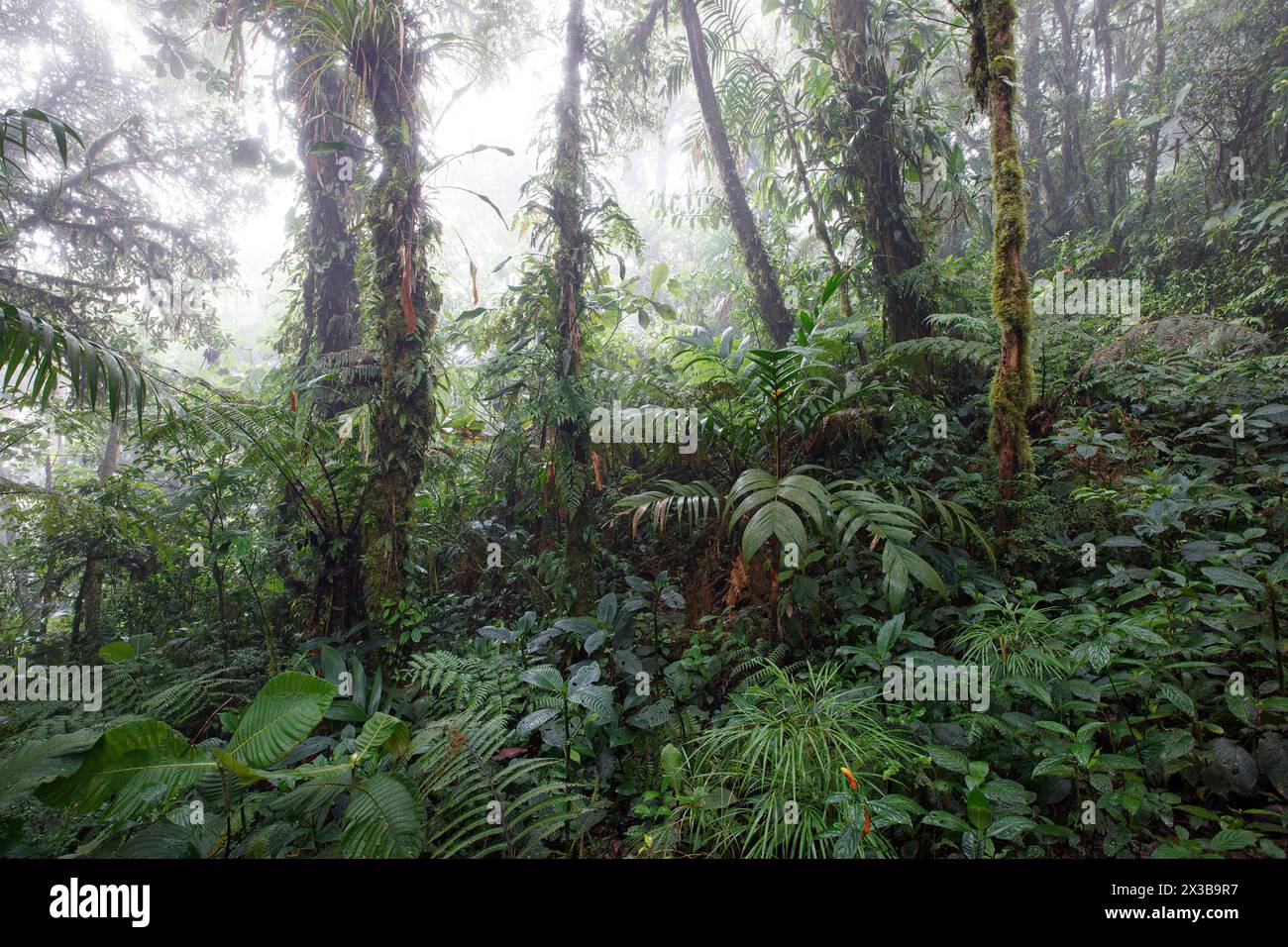 Monteverde Cloud Forest Reserve, Costa Rica Stock Photo - Alamy