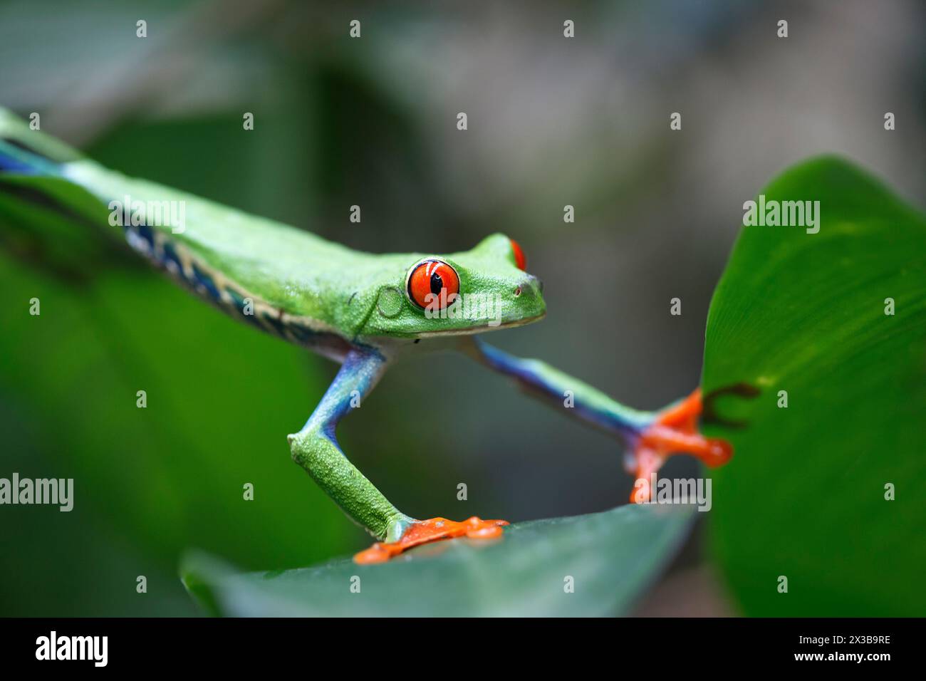 Cute tree frog hi-res stock photography and images - Alamy