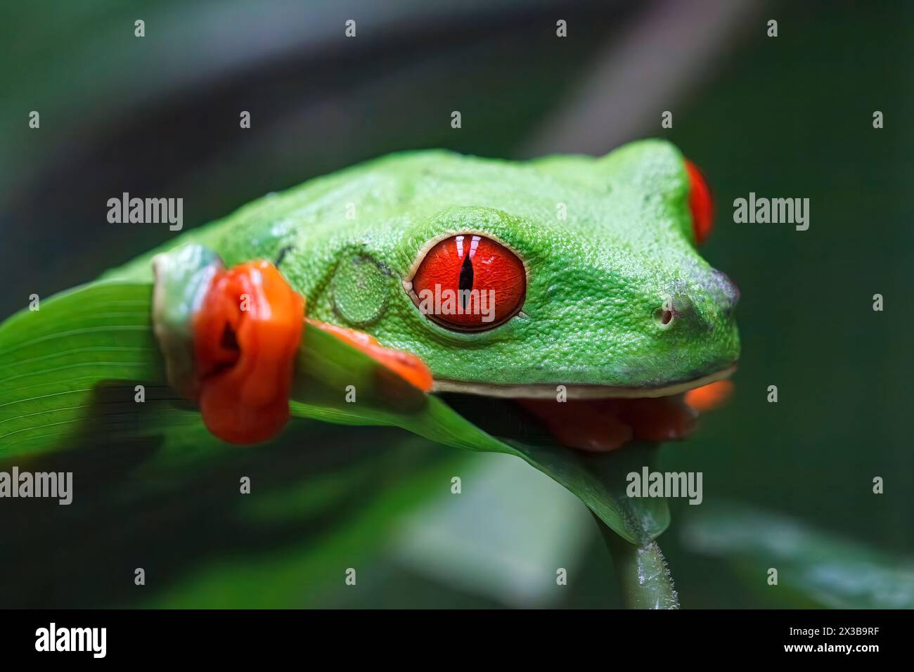 Red-eyed tree frog (Agalychnis callidryas), Costa Rica Stock Photo - Alamy