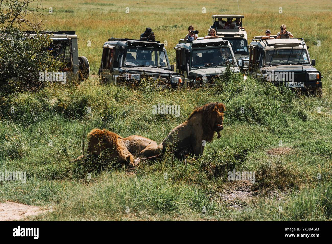 Two lionesses with antelope - pray meat remainings. Safari vehicle ...
