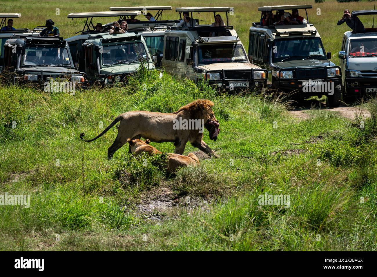 lions eat prey against the background of tourists in a jeep ...