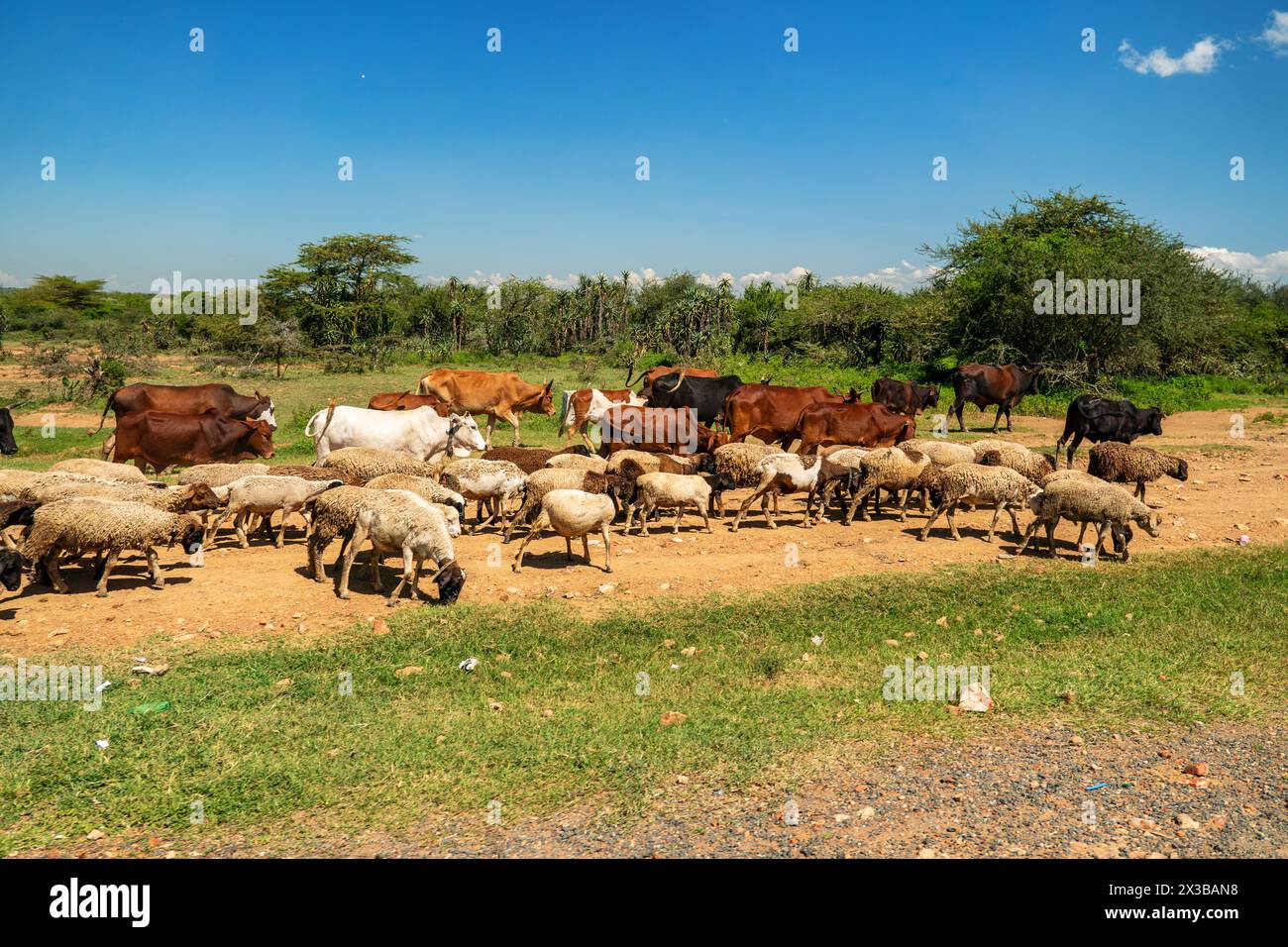 February 4, 2024. Masai village Kenya.: herd of cows grazing on green ...