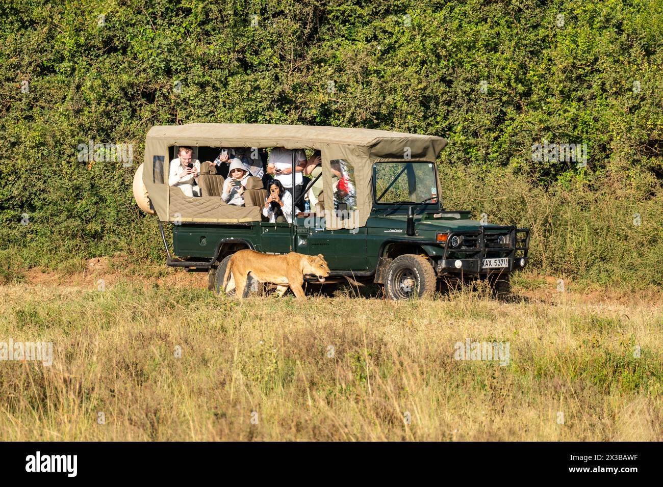 Beautiful lioness with a safari car in the background in Kenya, Nairobi ...