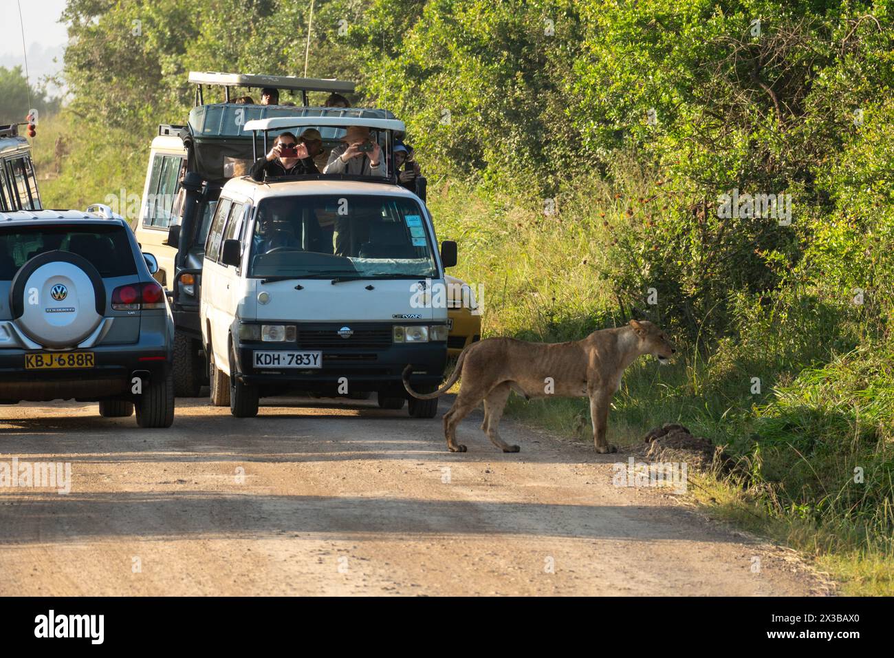 Beautiful lioness with a safari car in the background in Kenya, Nairobi ...