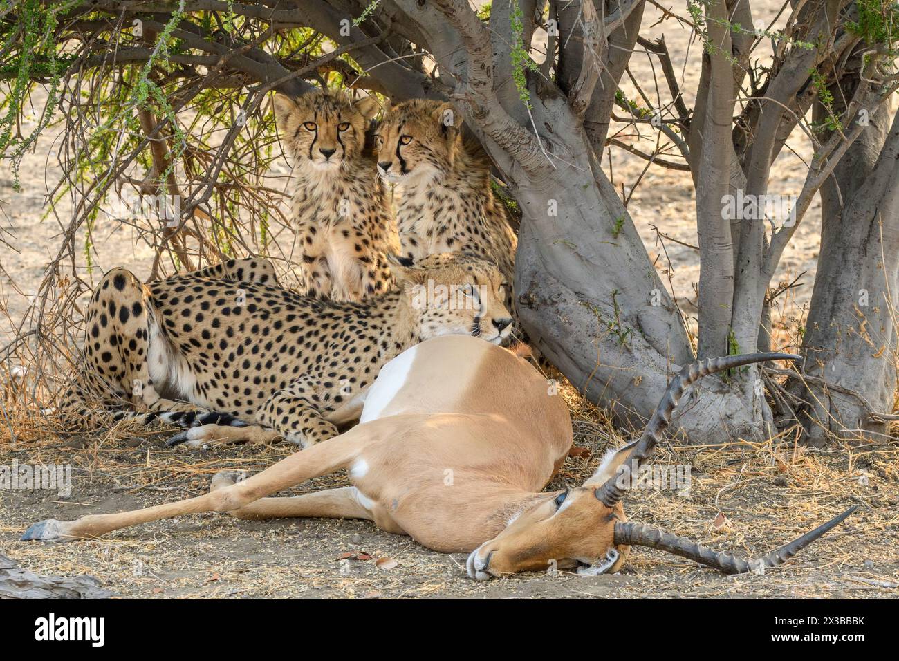 Cheetah, Acinonyx jubatus, with cubsand her prey, Impala, Aepyceros melampus, Mashatu Game ...
