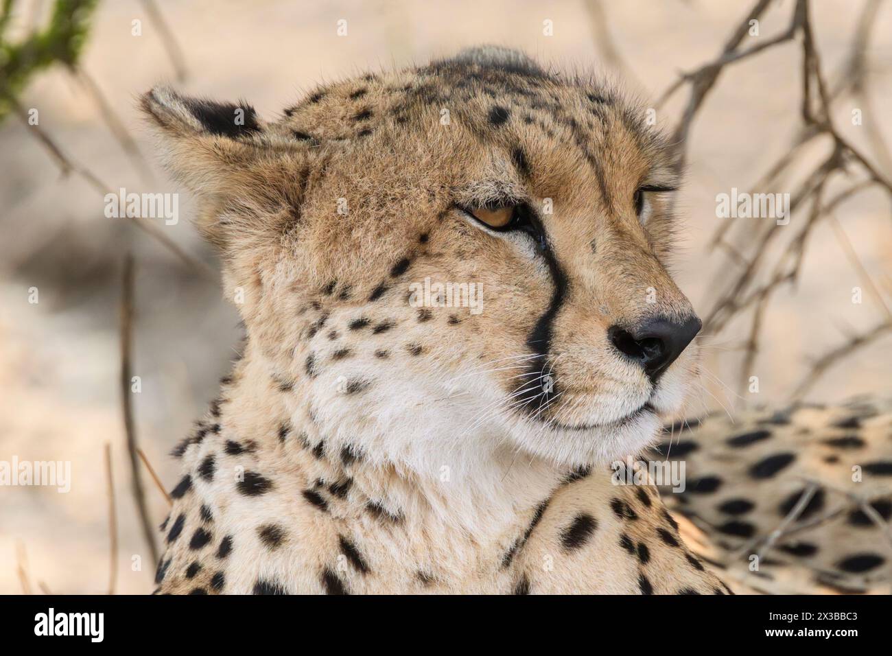 Cheetah cub, Acinonyx jubatus, Mashatu Game Reserve, Botswana Stock Photo - Alamy