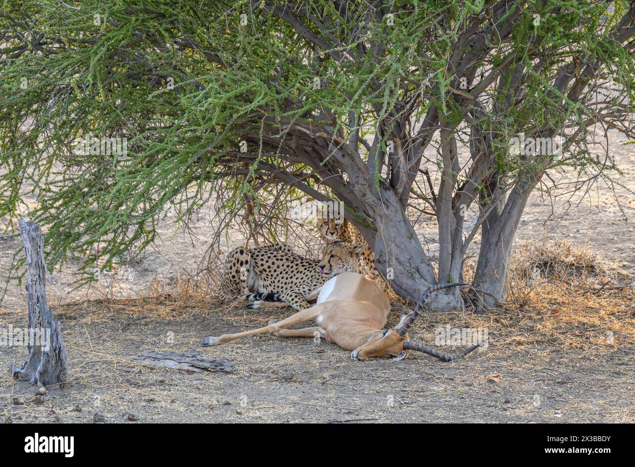 Cheetah, Acinonyx jubatus, with cub and her prey, Impala, Aepyceros melampus, Mashatu Game ...