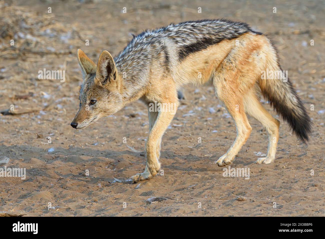 Cape black-backed jackal, Canis mesomelas, approaches a carcass ...