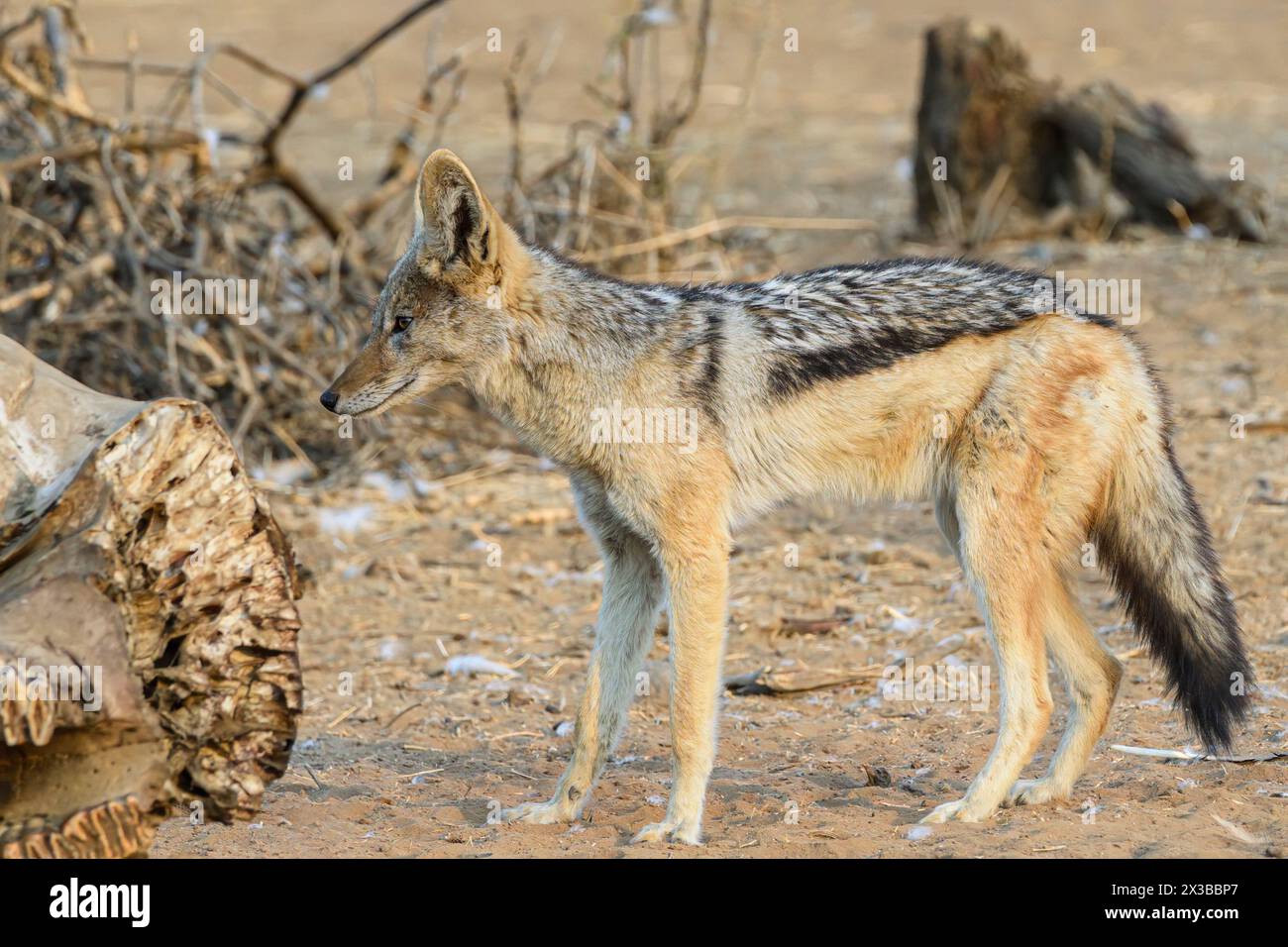 Ancient jackal species hi-res stock photography and images - Alamy