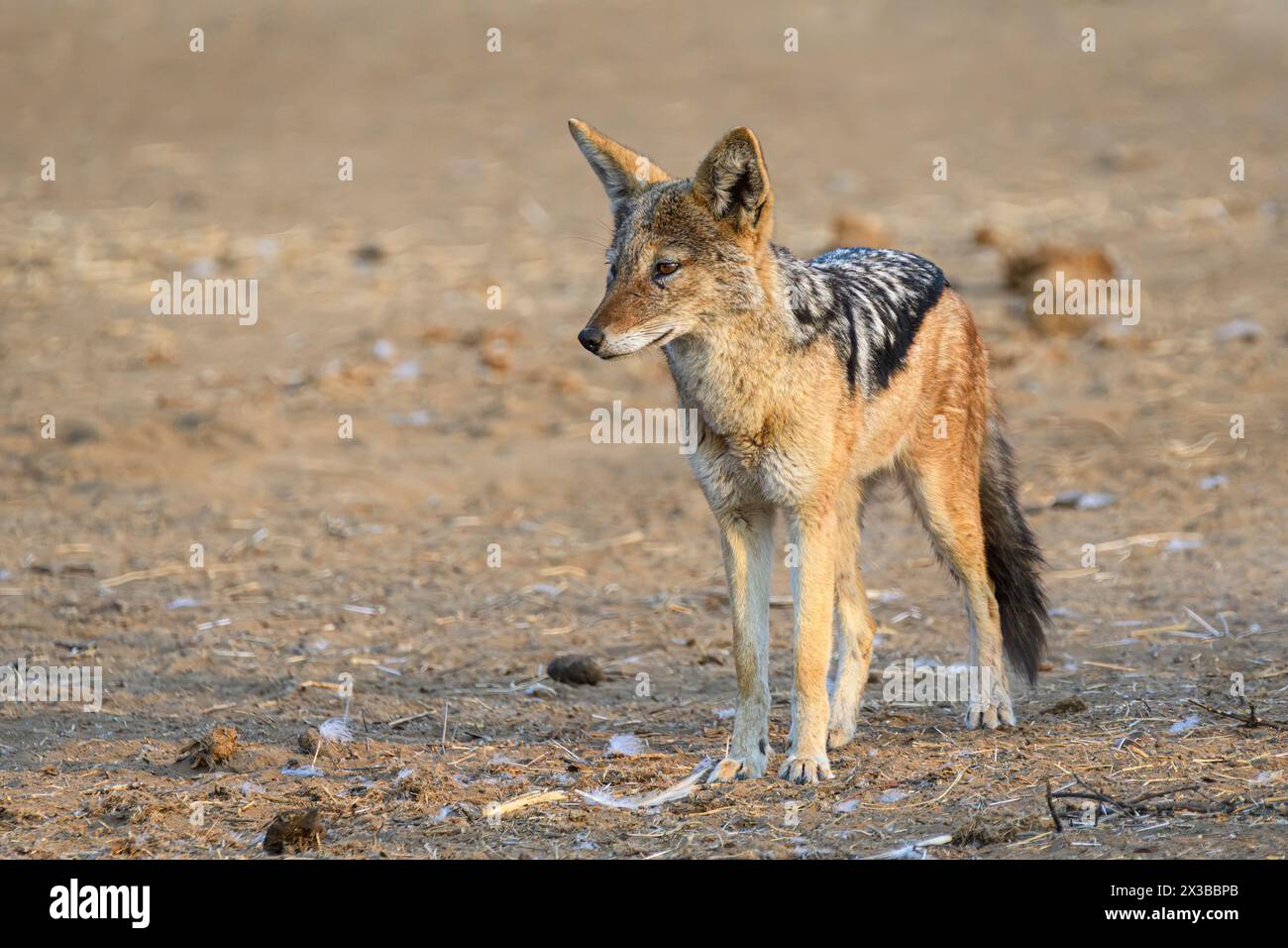 Cape black-backed jackal, Canis mesomelas, Mashatu Game Reserve ...