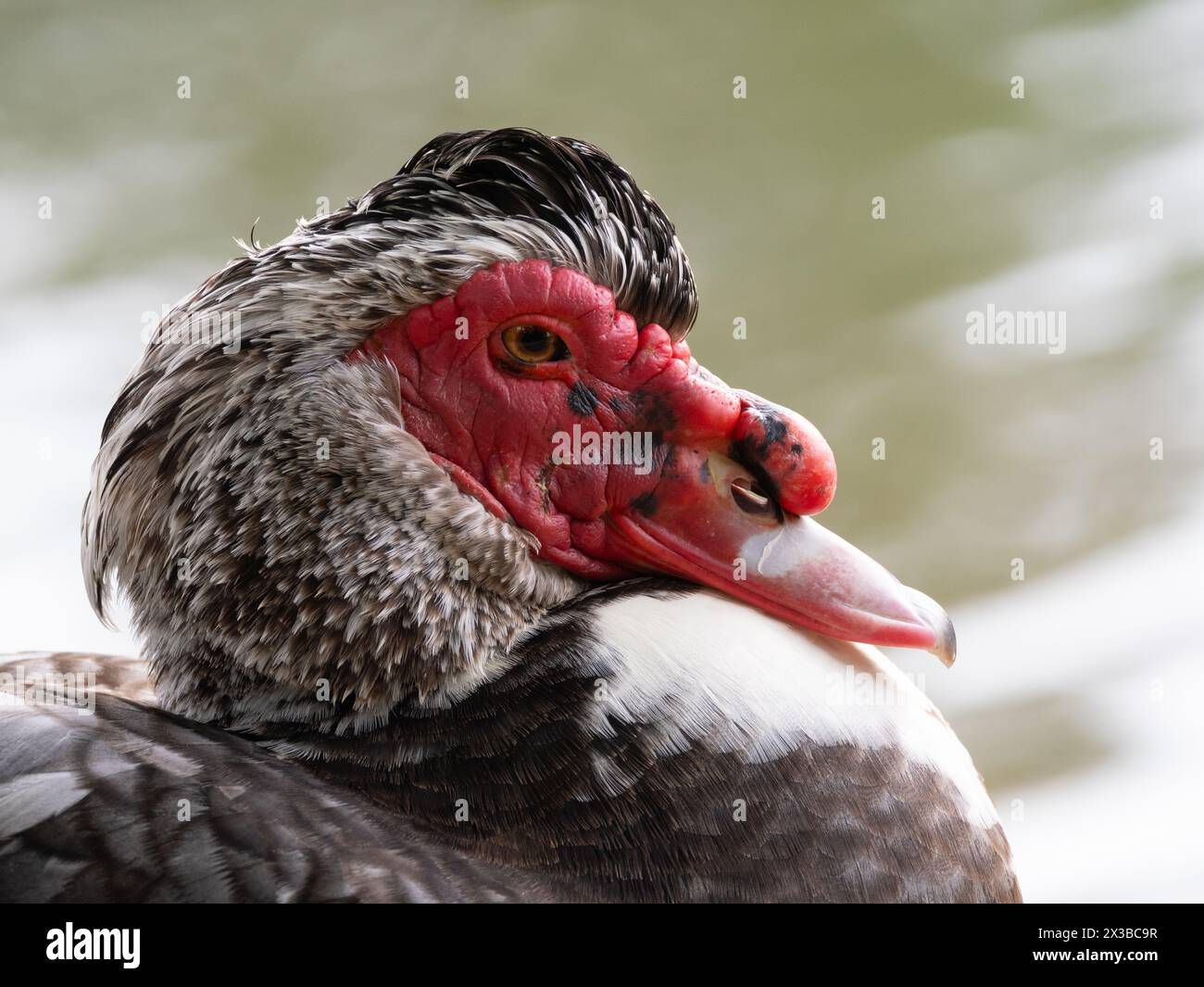 Close up of the head and chest of a muscovy duck photographed in ...