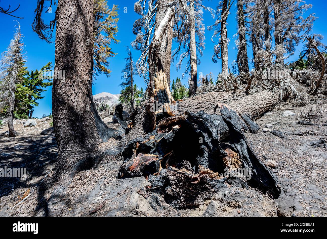 Charred remains in Lassen Volcanic National Park after a forest fire ...