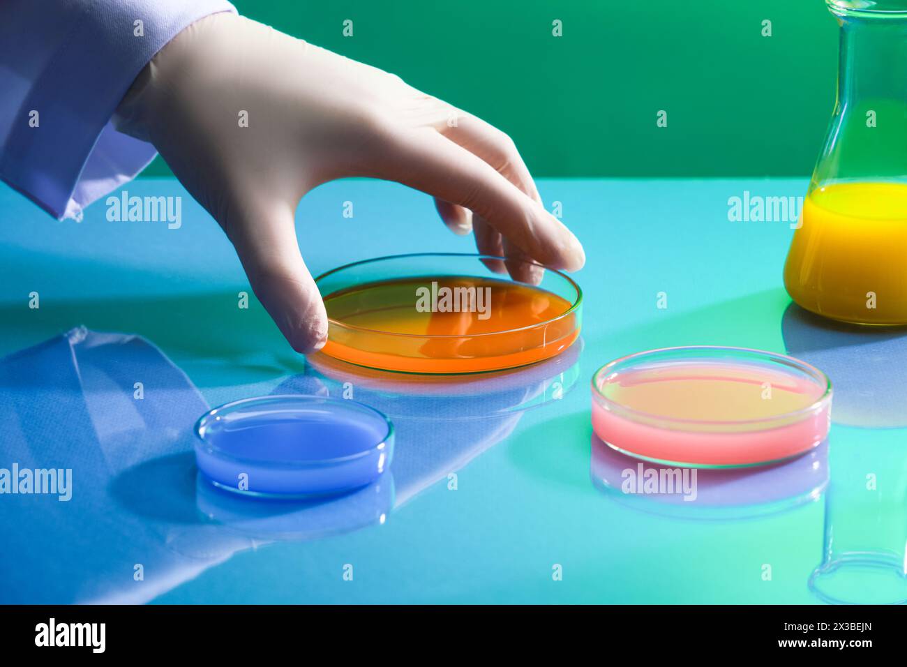 Female scientist is about to pick up the petri dish filled with ...