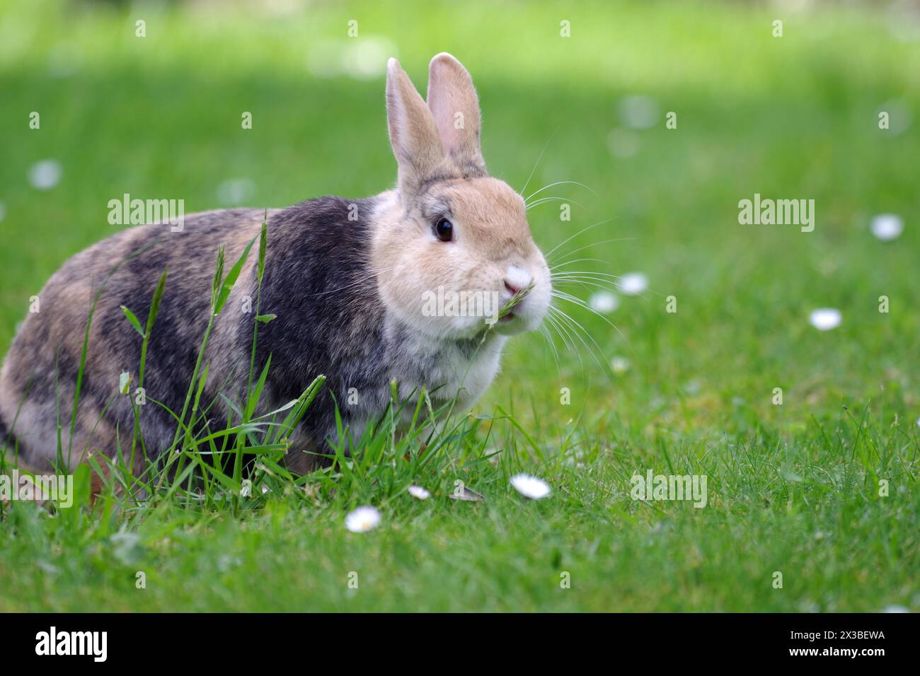 Rabbit (Oryctolagus cuniculus domestica), hare, grass, daisy, A brown ...