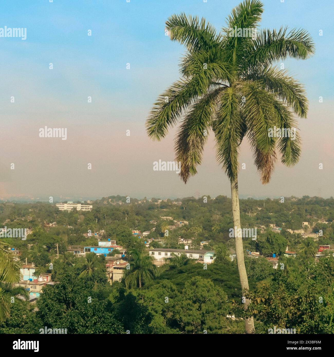 Cuban royal palm (Roystonea regia) in Cuba Stock Photo - Alamy