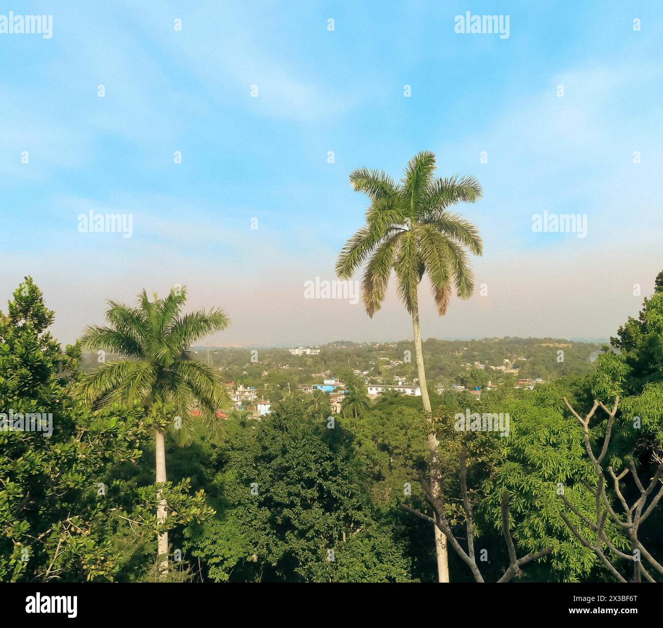 Cuban royal palms (Roystonea regia) in Cuba Stock Photo - Alamy