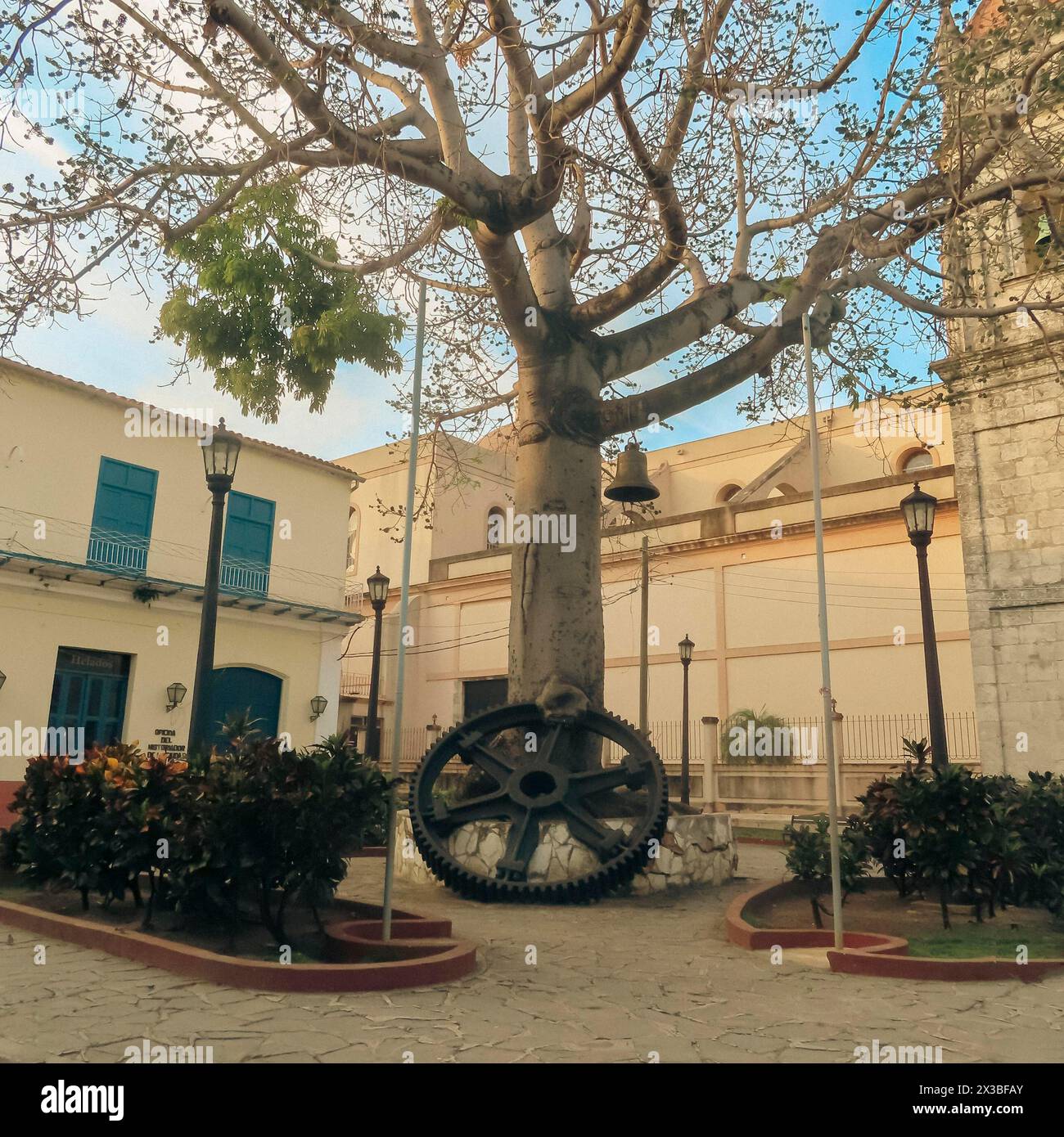 Kapok tree (Ceiba pentandra) and a big old cogwheel at square in ...