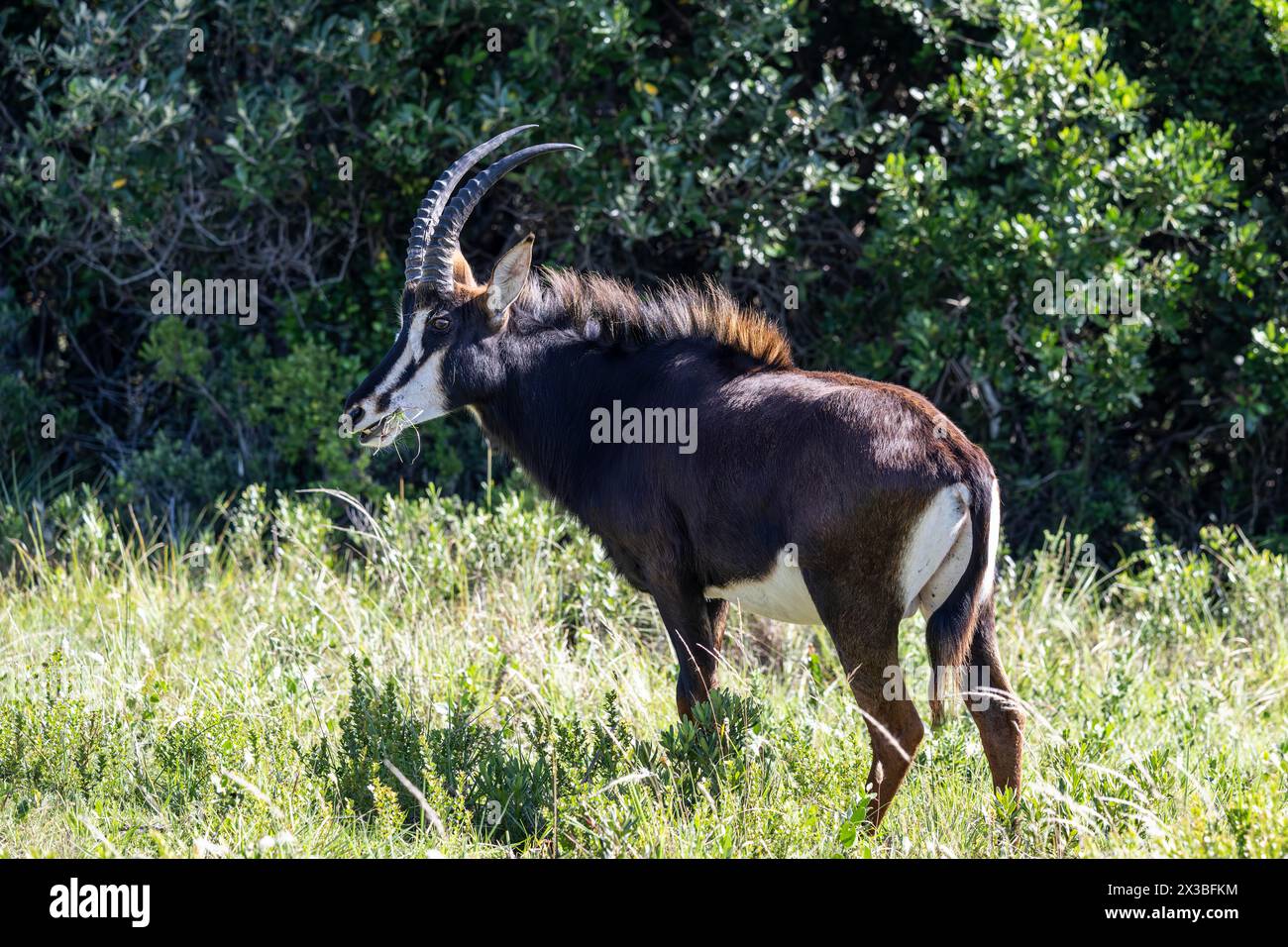 Sable antilope (Hippotragus niger) male, Oceana Private Game reserve ...