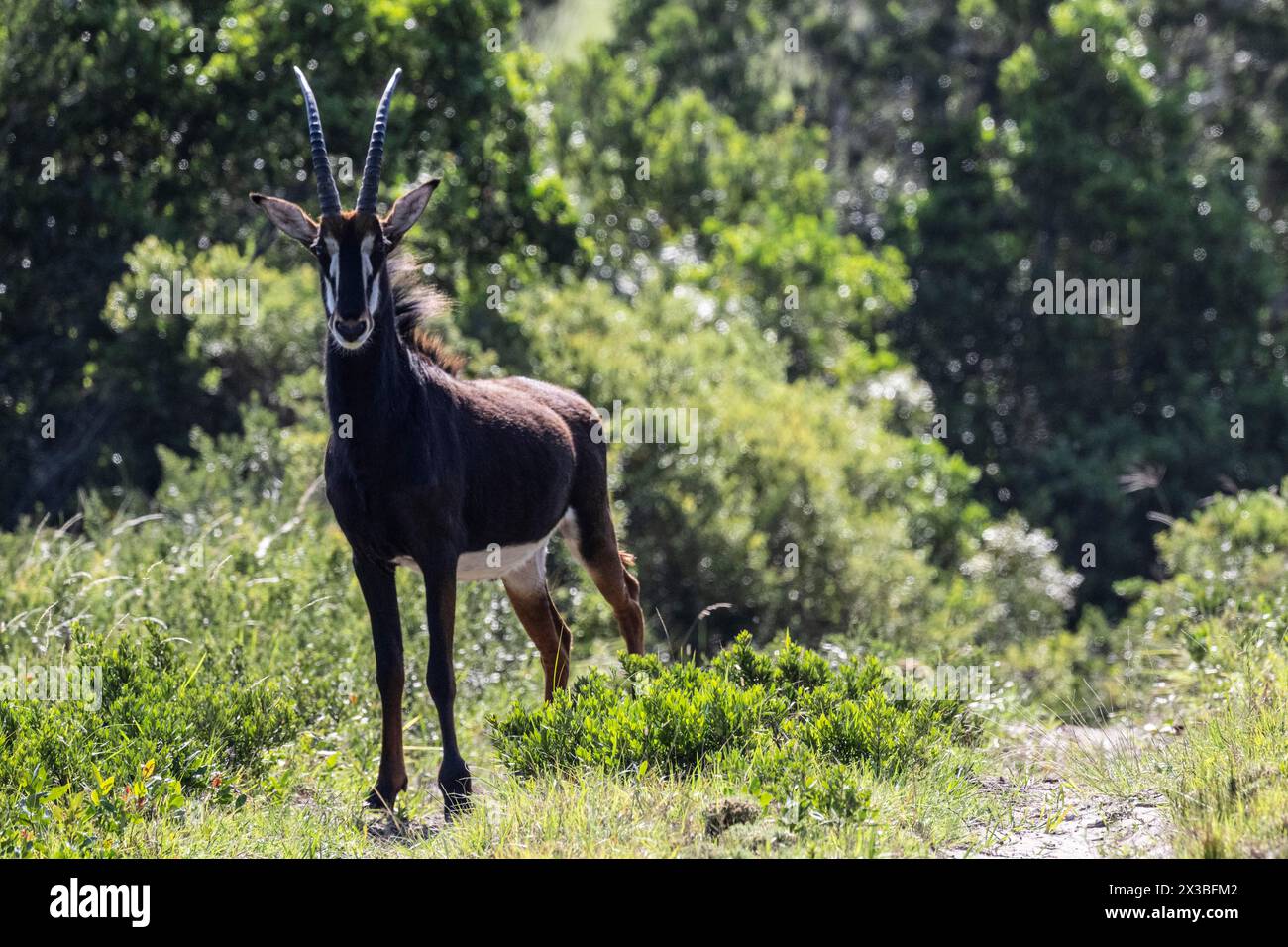 Sable antilope (Hippotragus niger) male, Oceana Private Game reserve ...
