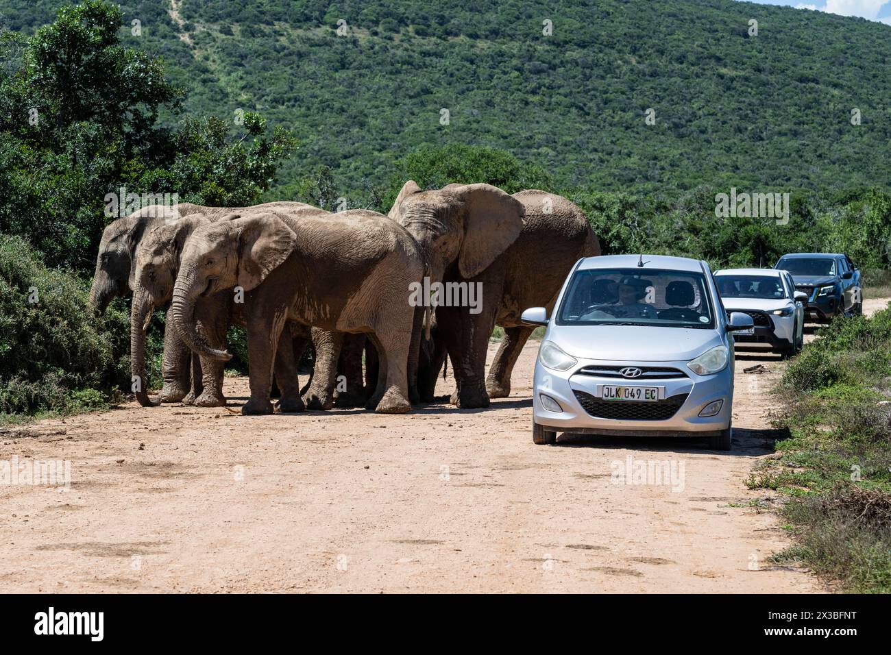 African elephants (Loxodonta africana) herd on the road with cars ...