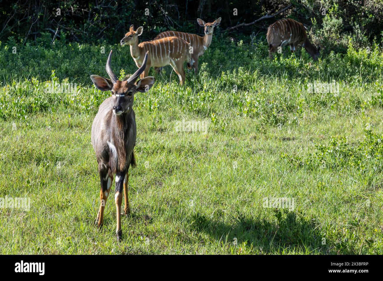 Nyala (Nyala angasii) buck and female in the back, Oceana Private Game ...