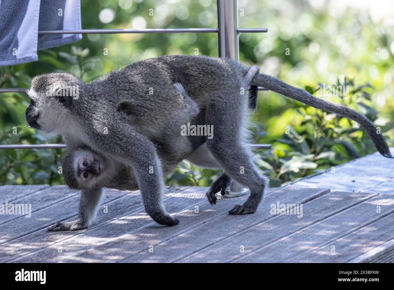 Southern vervet monkey (Chlorocebus pygerythrus) mother with baby ...