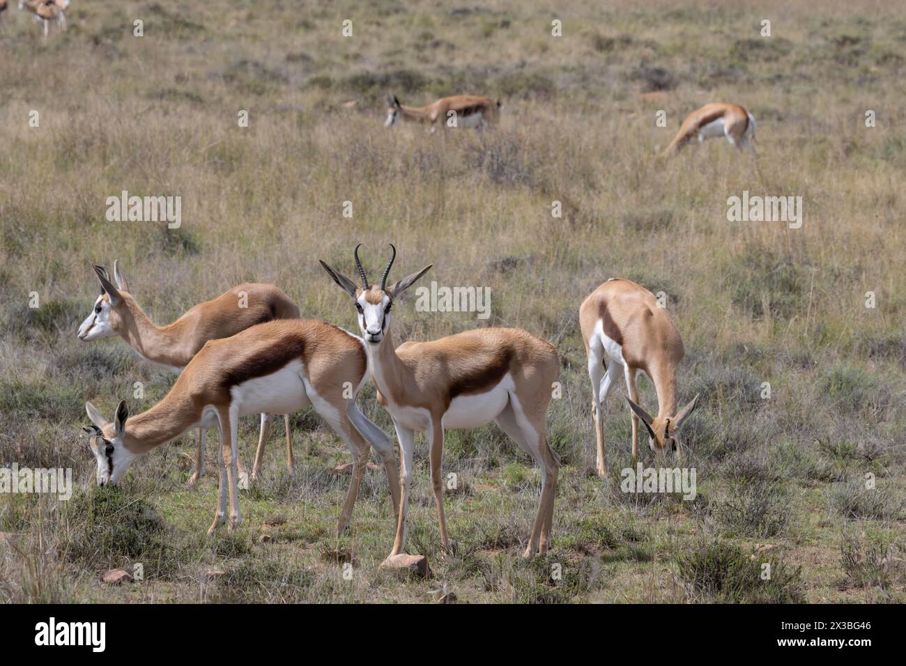 Springbok (Antidorcas marsupialis), Mountain Zebra National Park ...