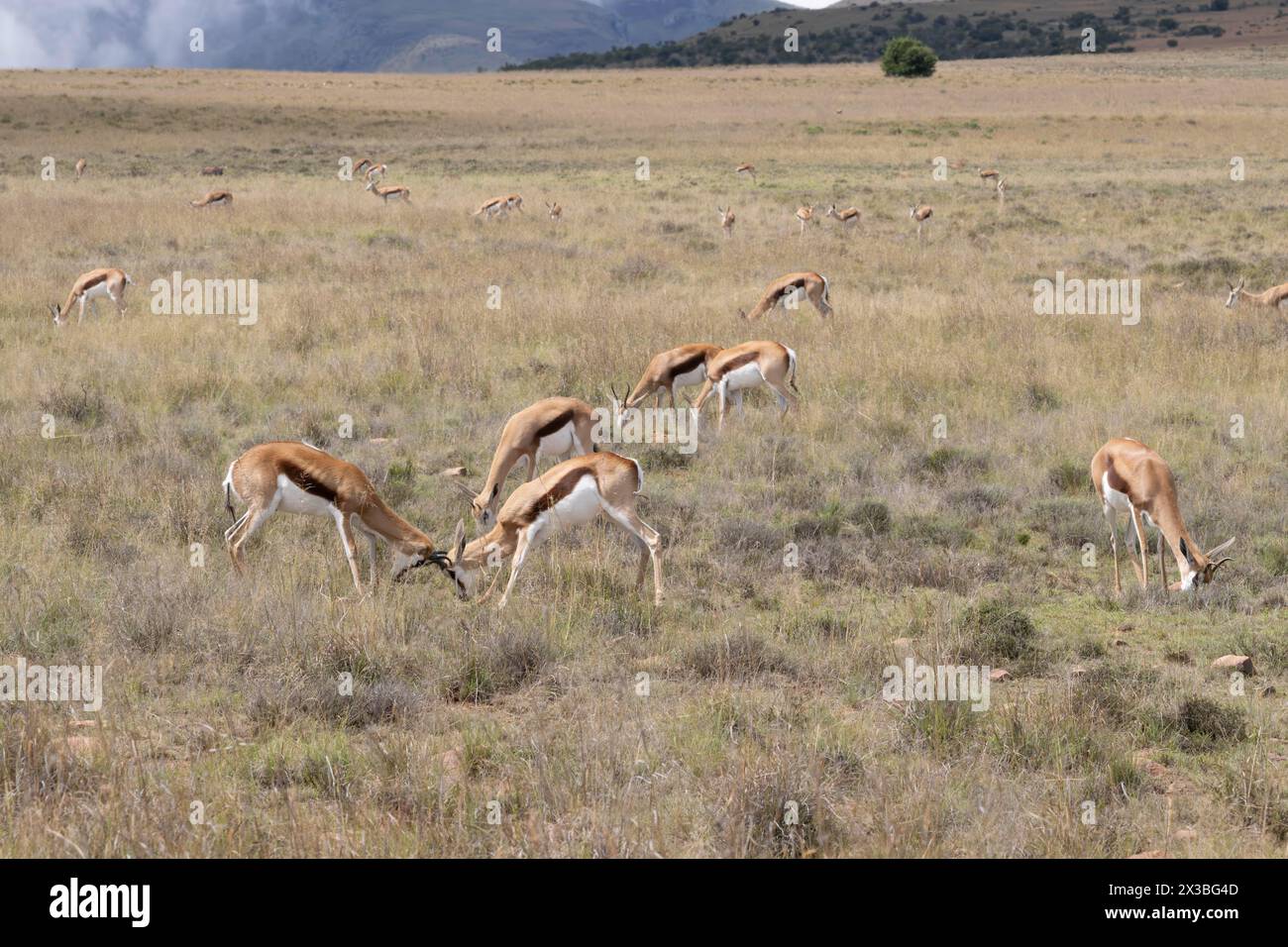 Springbok (Antidorcas marsupialis), Mountain Zebra National Park ...