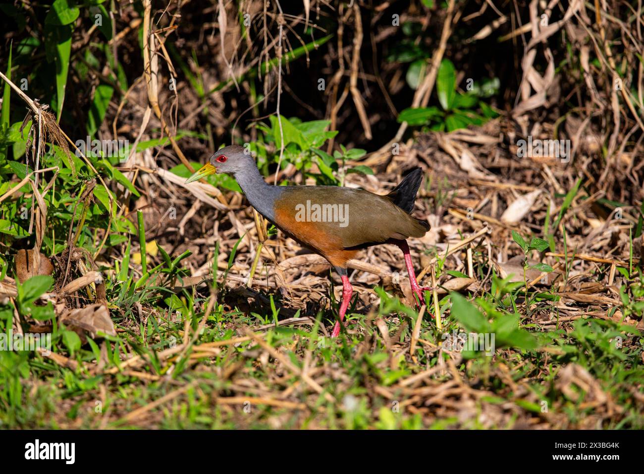 Grey-necked wood rail (Aramides cajanea) Pantanal Brazil Stock Photo ...