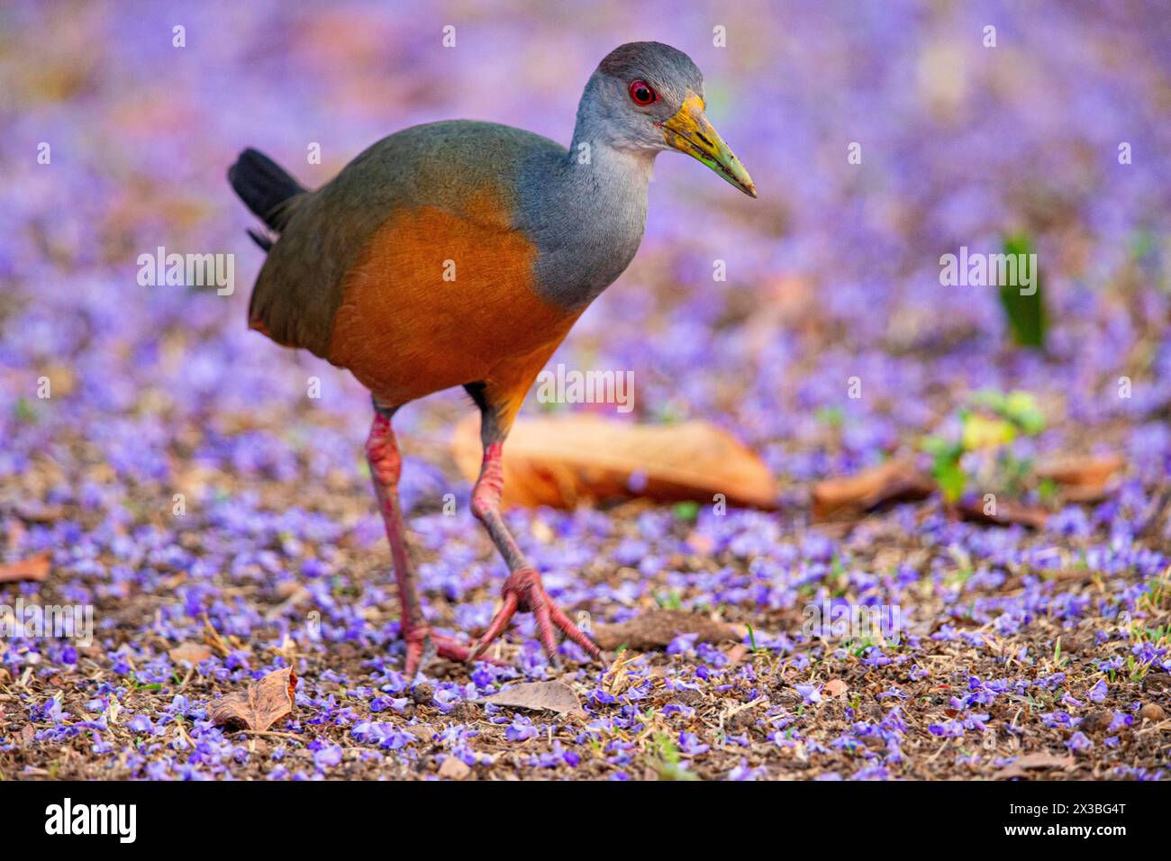Grey-necked wood rail (Aramides cajanea) Pantanal Brazil Stock Photo ...