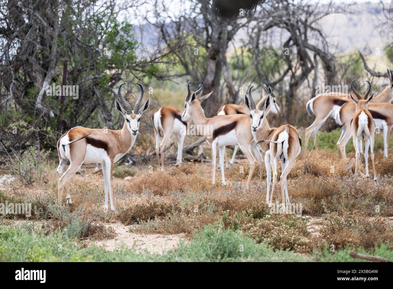 Springbok (Antidorcas marsupialis) herd, Mountain Zebra National Park ...