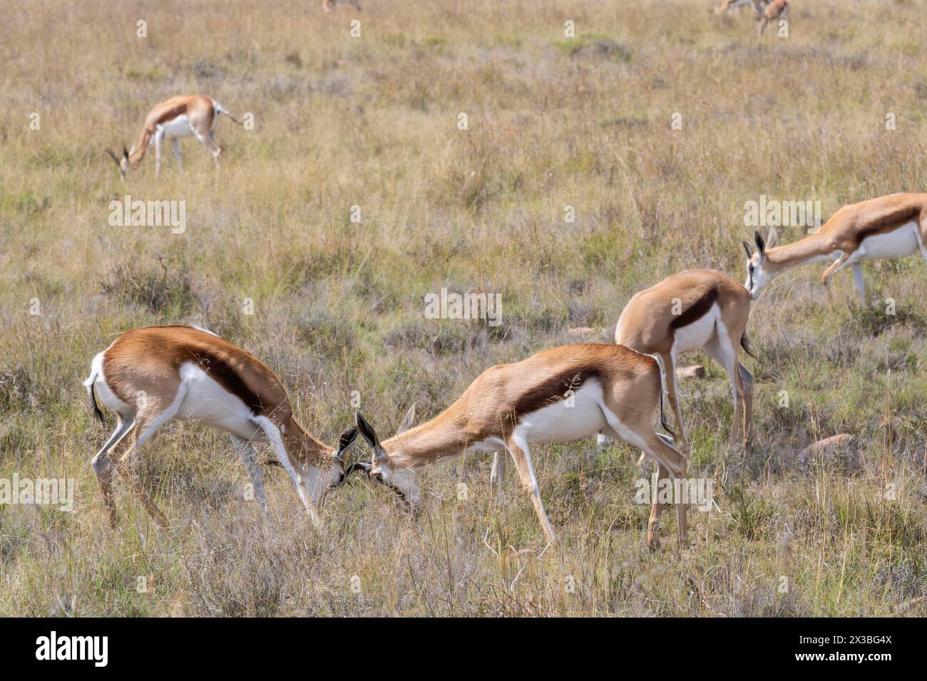 Springbok (Antidorcas marsupialis), Mountain Zebra National Park ...