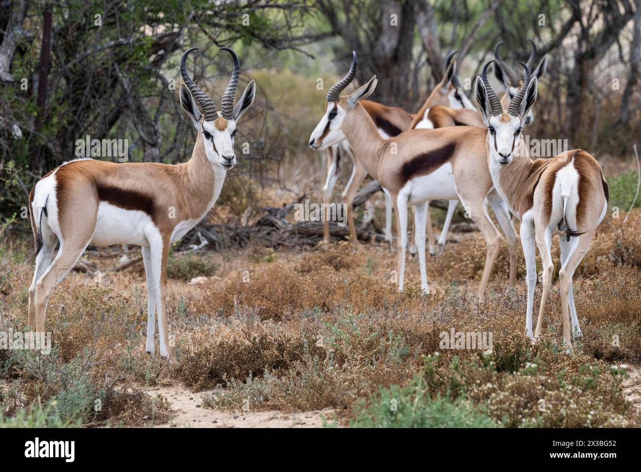 Springbok (Antidorcas marsupialis) herd, Mountain Zebra National Park ...