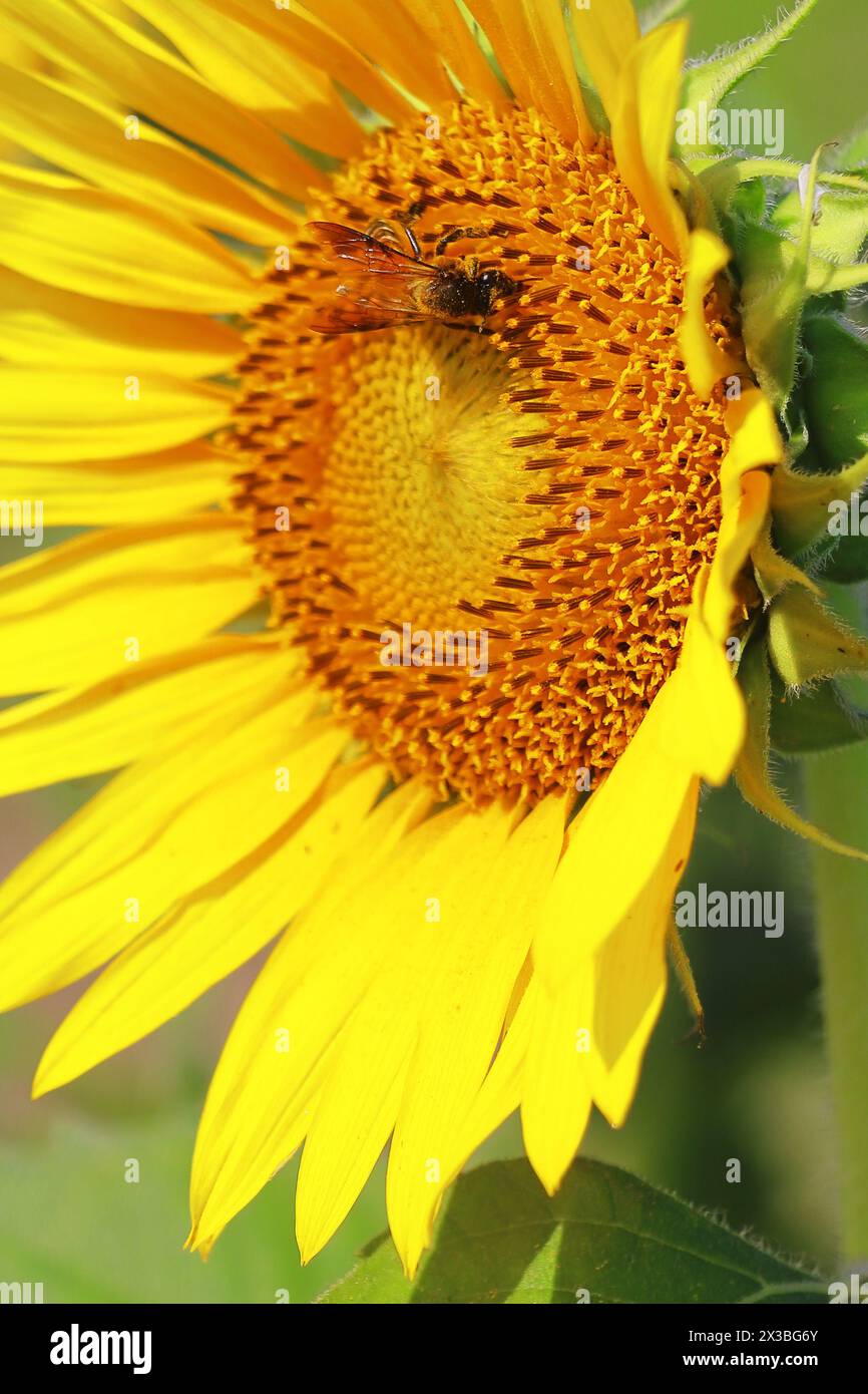 honey bee collecting pollen and pollinating sunflower in summer season ...