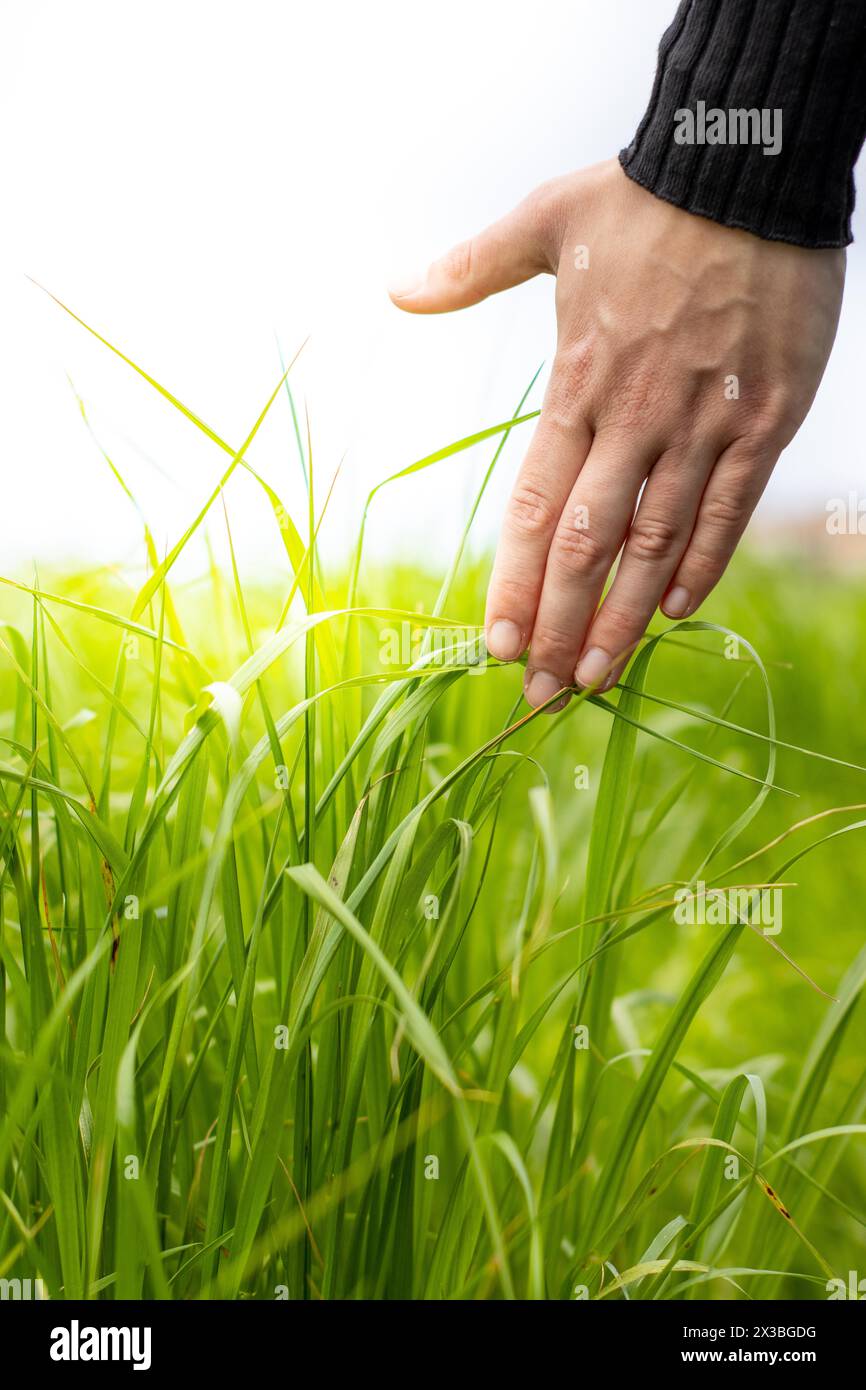 Sun and grass vertical view hi-res stock photography and images - Alamy