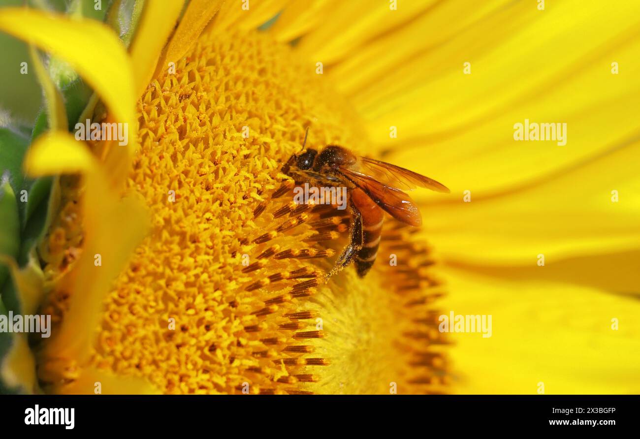 honey bee collecting pollen and pollinating sunflower in summer season ...