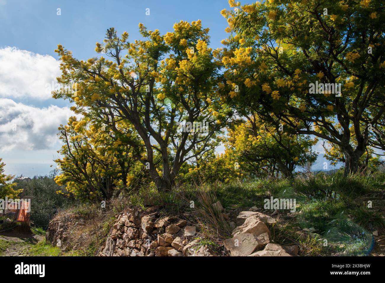 Silver wattle, Acacia dealbata, blooming, italy Stock Photo - Alamy