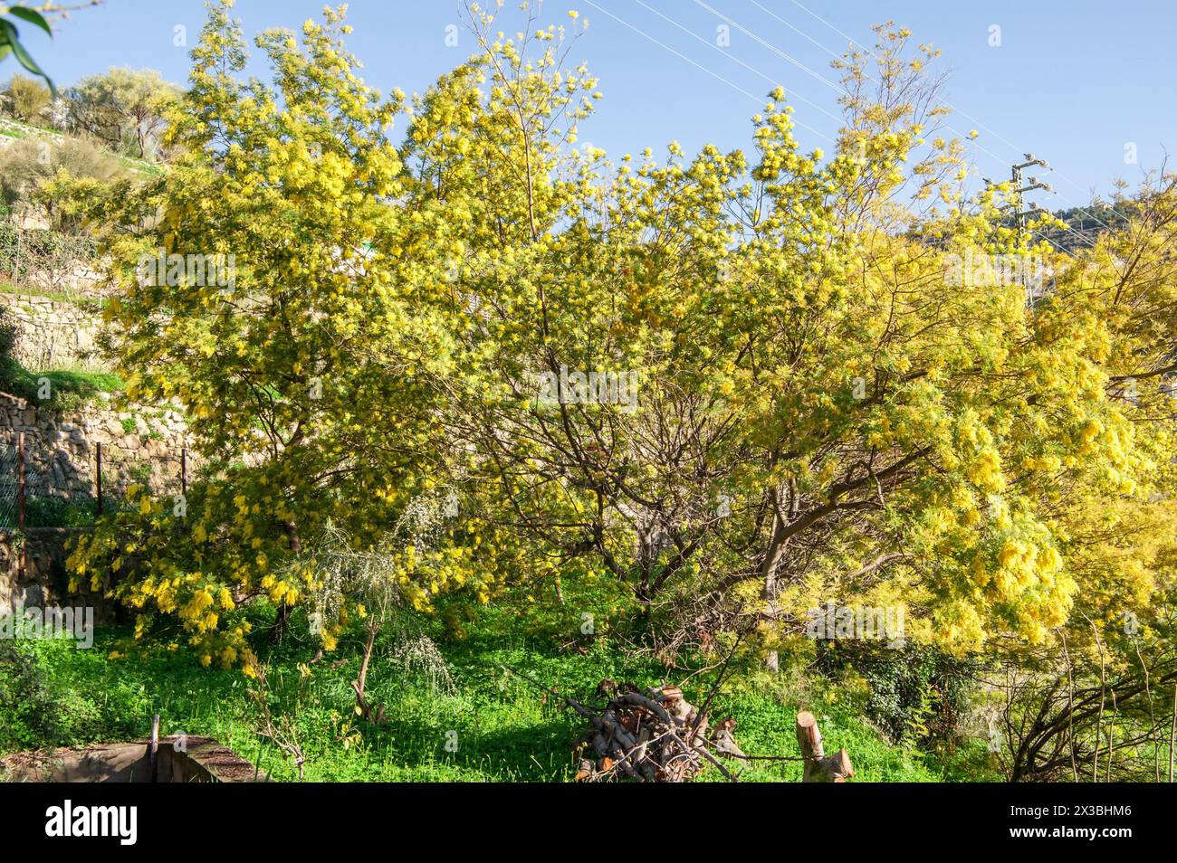 Silver wattle, Acacia dealbata, blooming, italy Stock Photo - Alamy