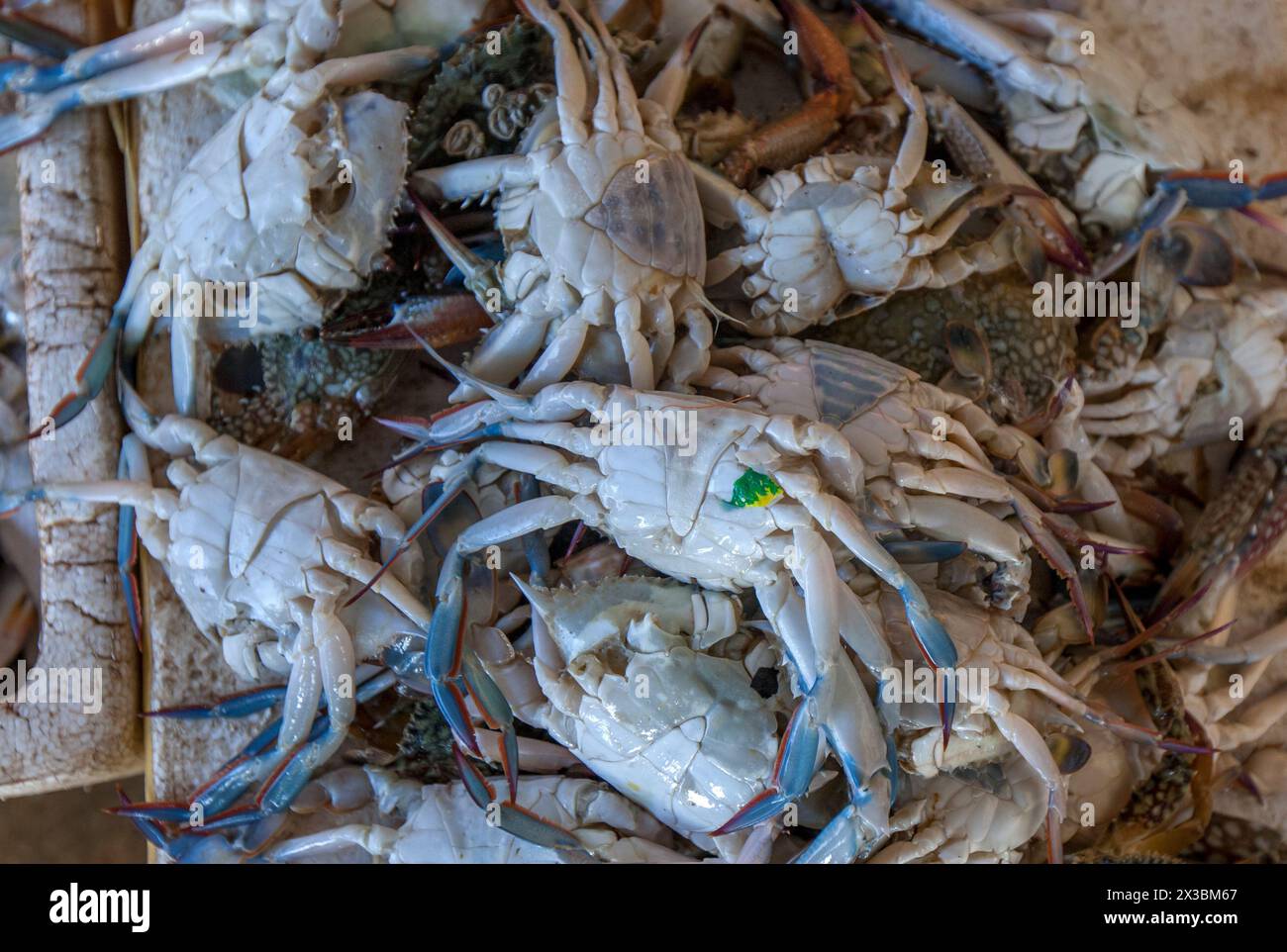Freshly caught blue crabs for sale at the Negombo Fish Market at ...