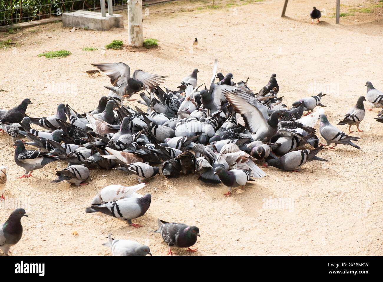 Pigeons in the park barcelona hi-res stock photography and images - Alamy