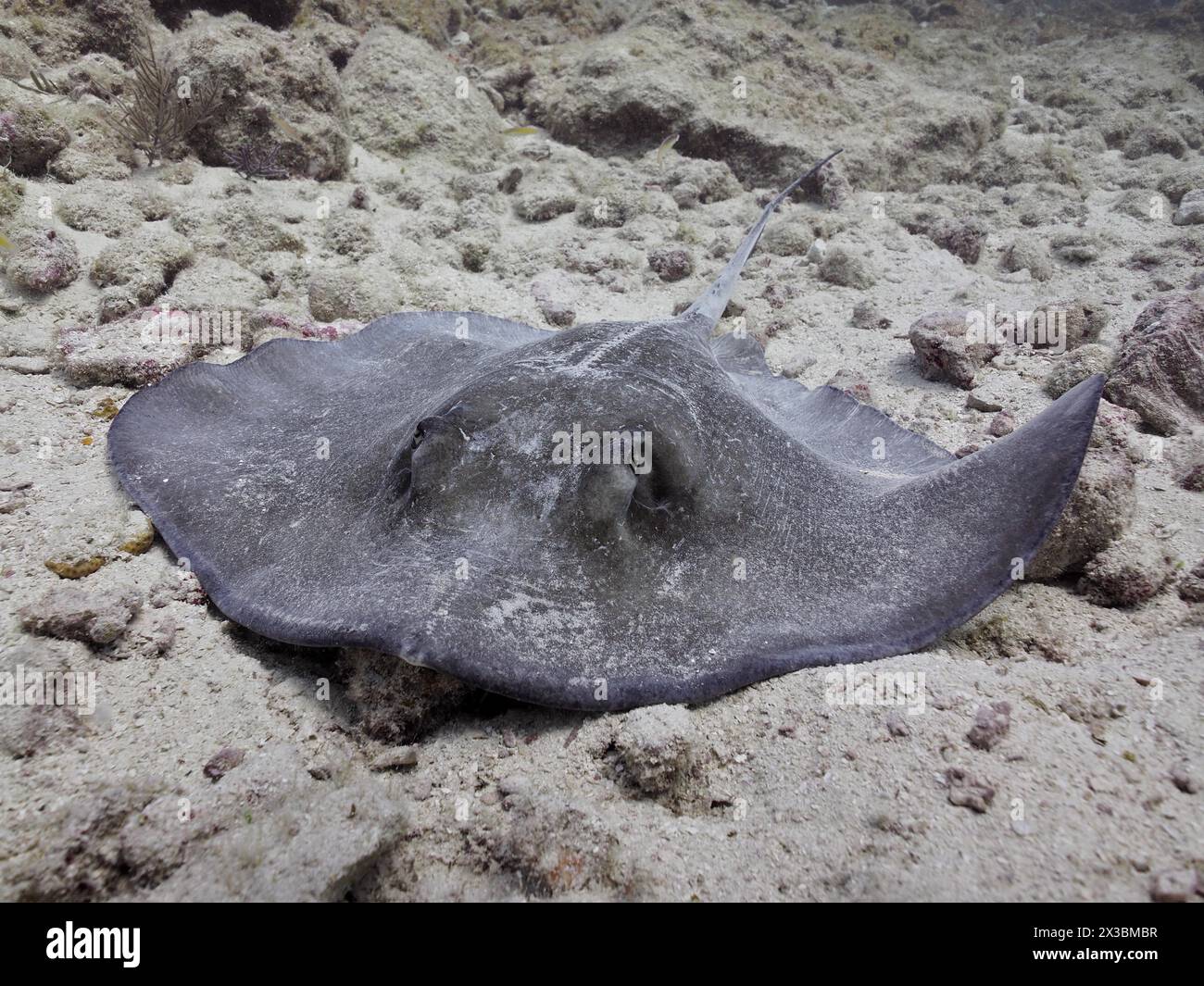 A resting stingray, American stingray (Hypanus americanus), embedded in ...