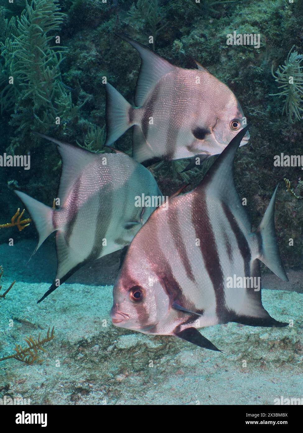 Several specimens of Atlantic spadefish (Chaetodipterus faber) with ...